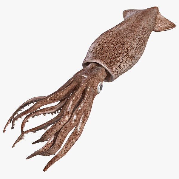 3D Squid Models | TurboSquid
