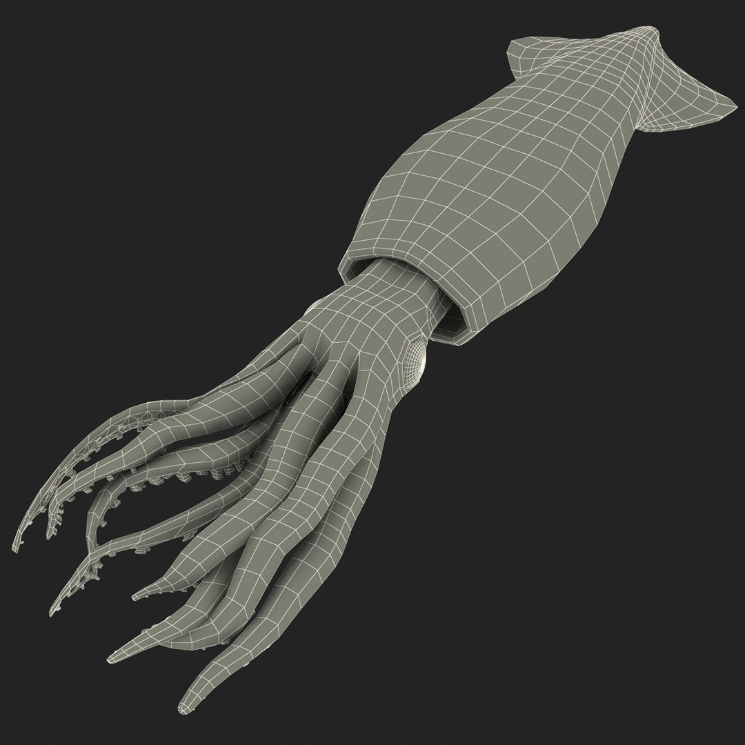 Fresh Squid 3d Model