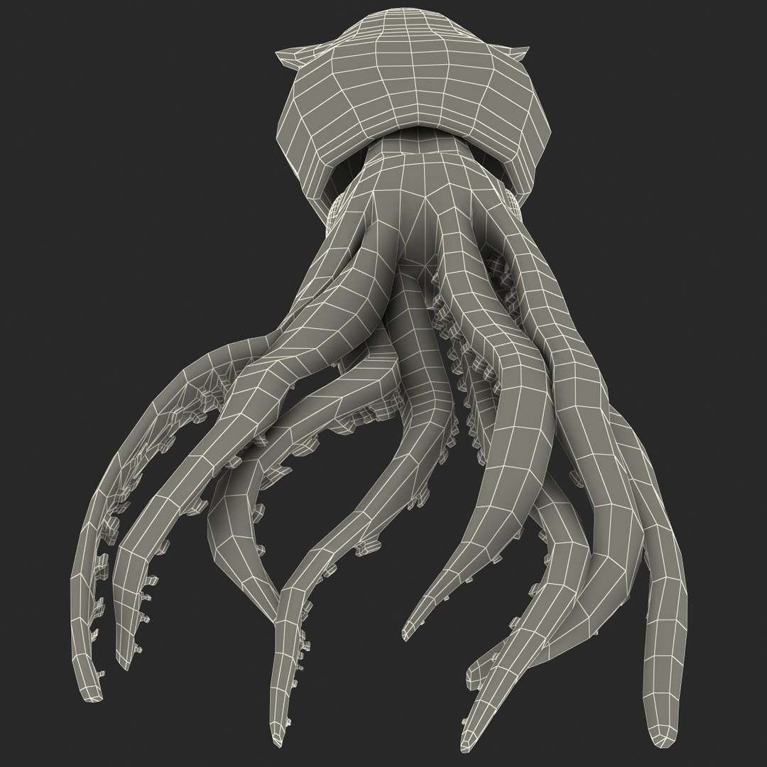 Fresh Squid 3d Model