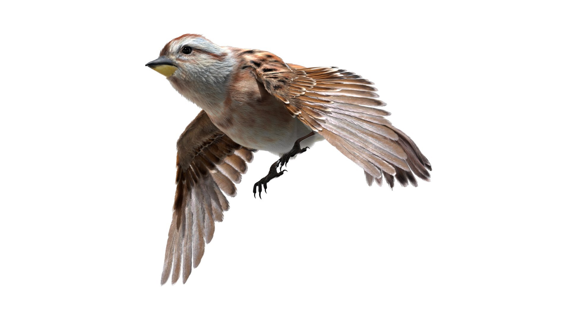 3D AmericanSparrow 3D Model - TurboSquid 2439819