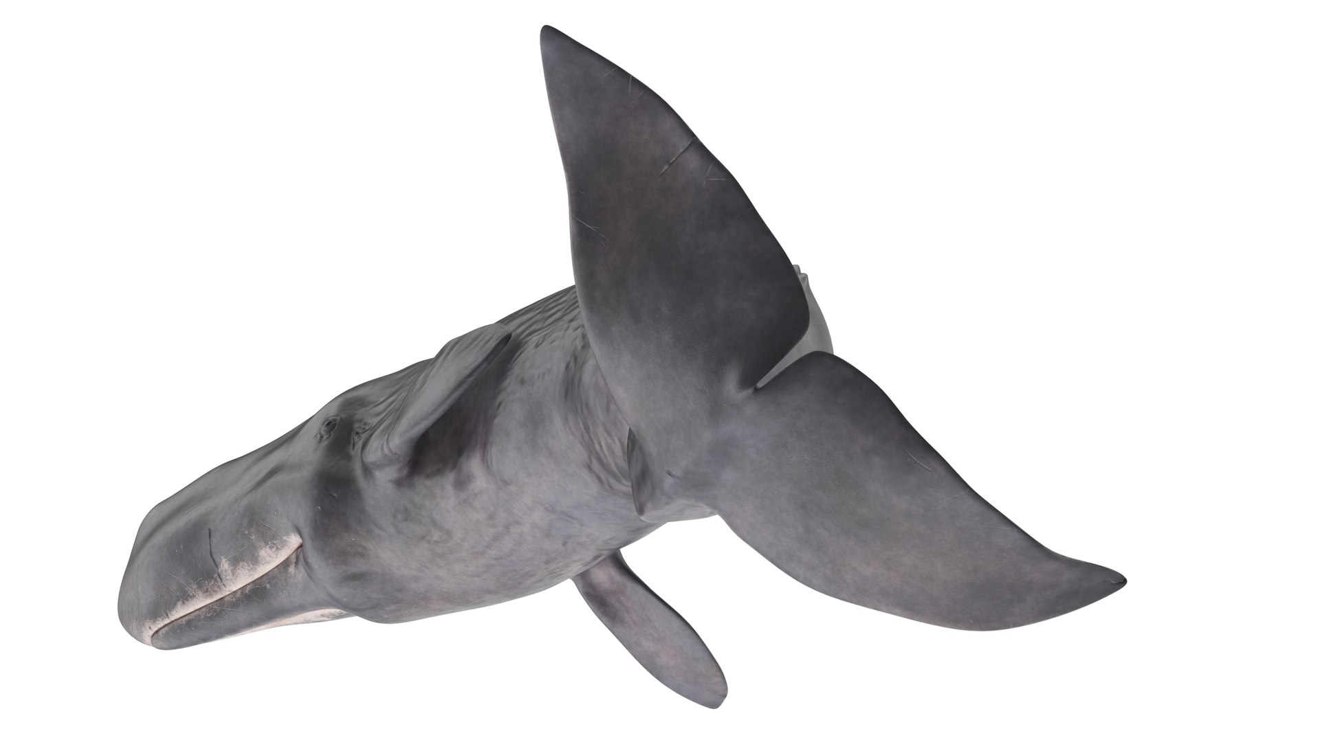 Physeter Macrocephalus Diving Pose 3D model - TurboSquid 2139756