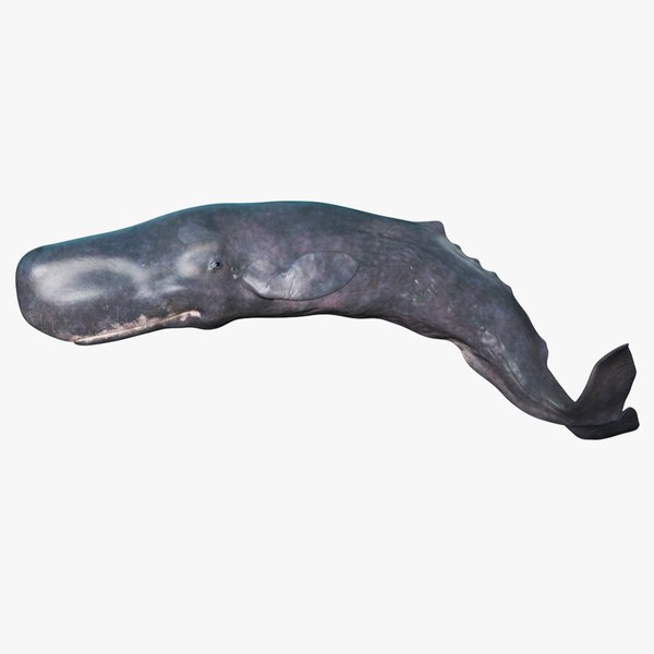 Physeter Macrocephalus Tauchpose 3D-Modell - TurboSquid 2139756