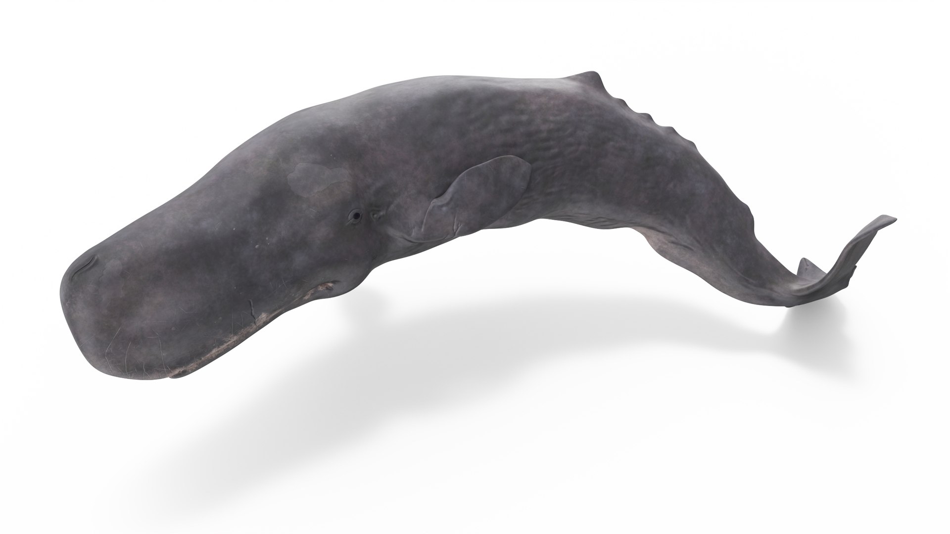 Physeter Macrocephalus Diving Pose 3D model - TurboSquid 2139756