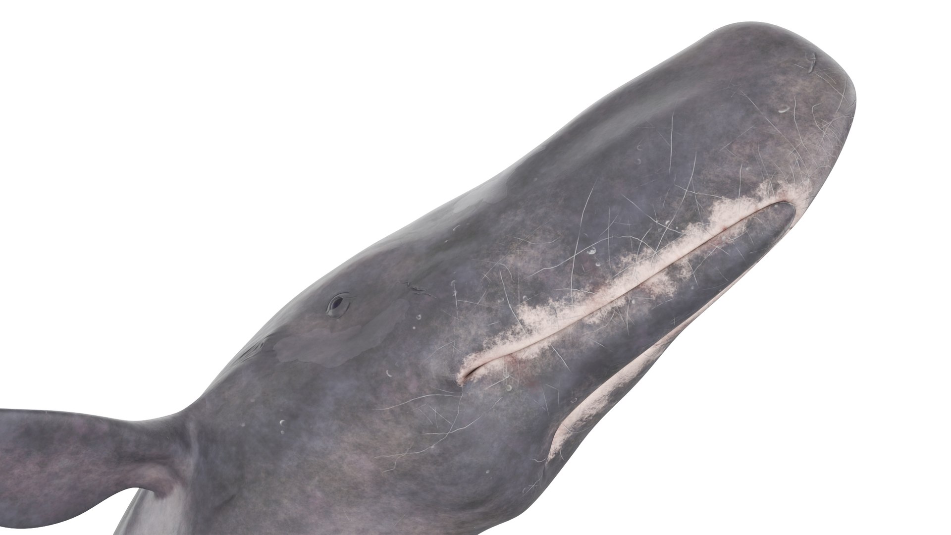 Physeter Macrocephalus Diving Pose 3D model - TurboSquid 2139756