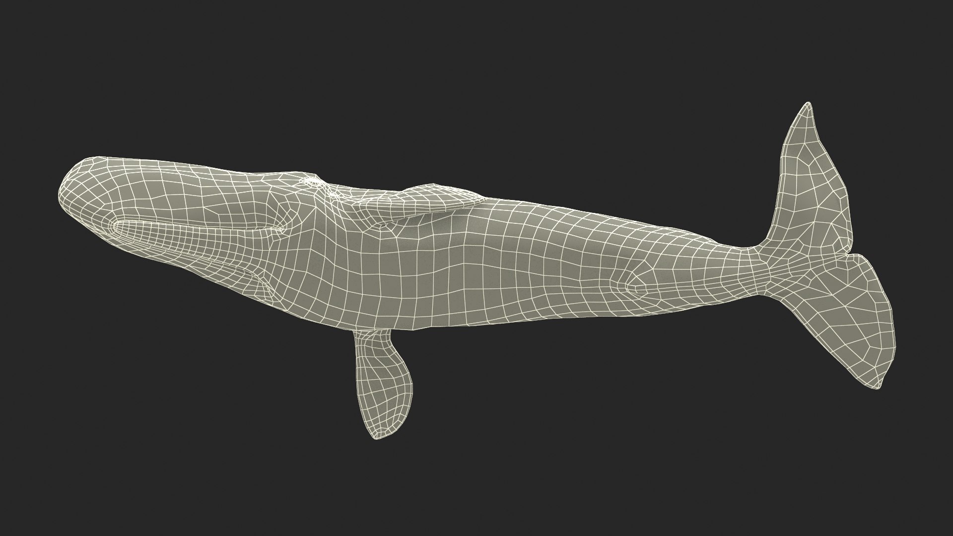 Physeter Macrocephalus Diving Pose 3D model - TurboSquid 2139756