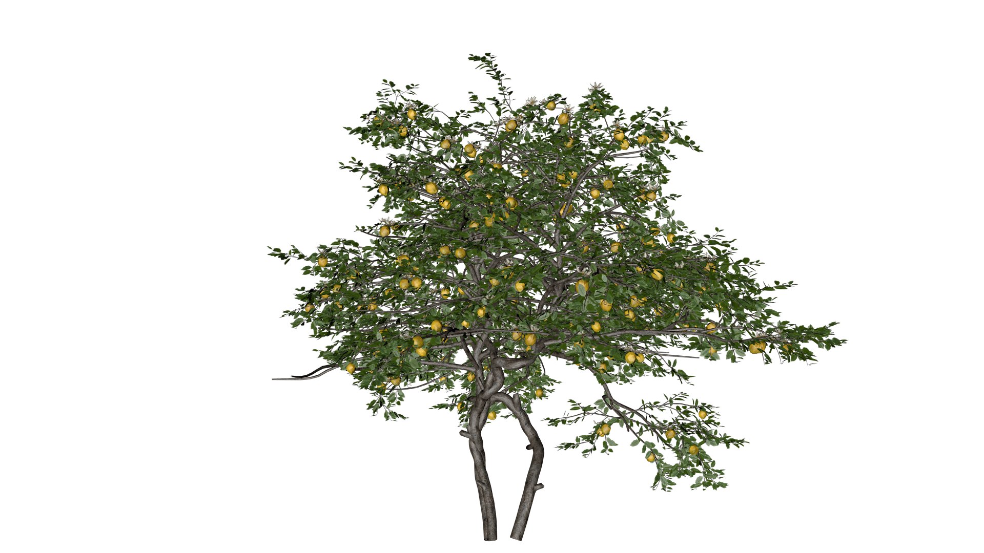 Lemon Tree - 02 - 3D Model - TurboSquid 2376775