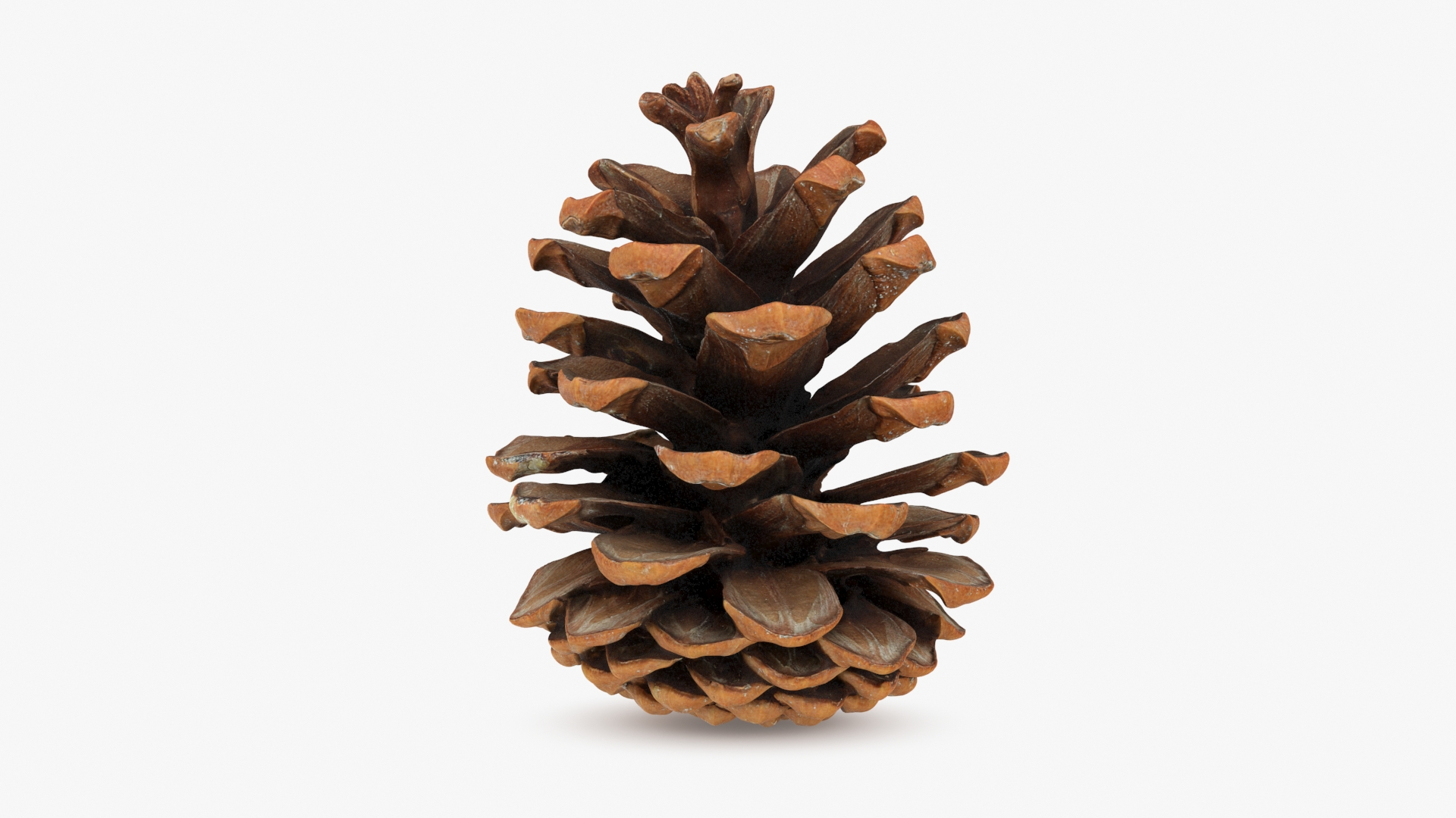 3D Pine Cone 04 - TurboSquid 2294832