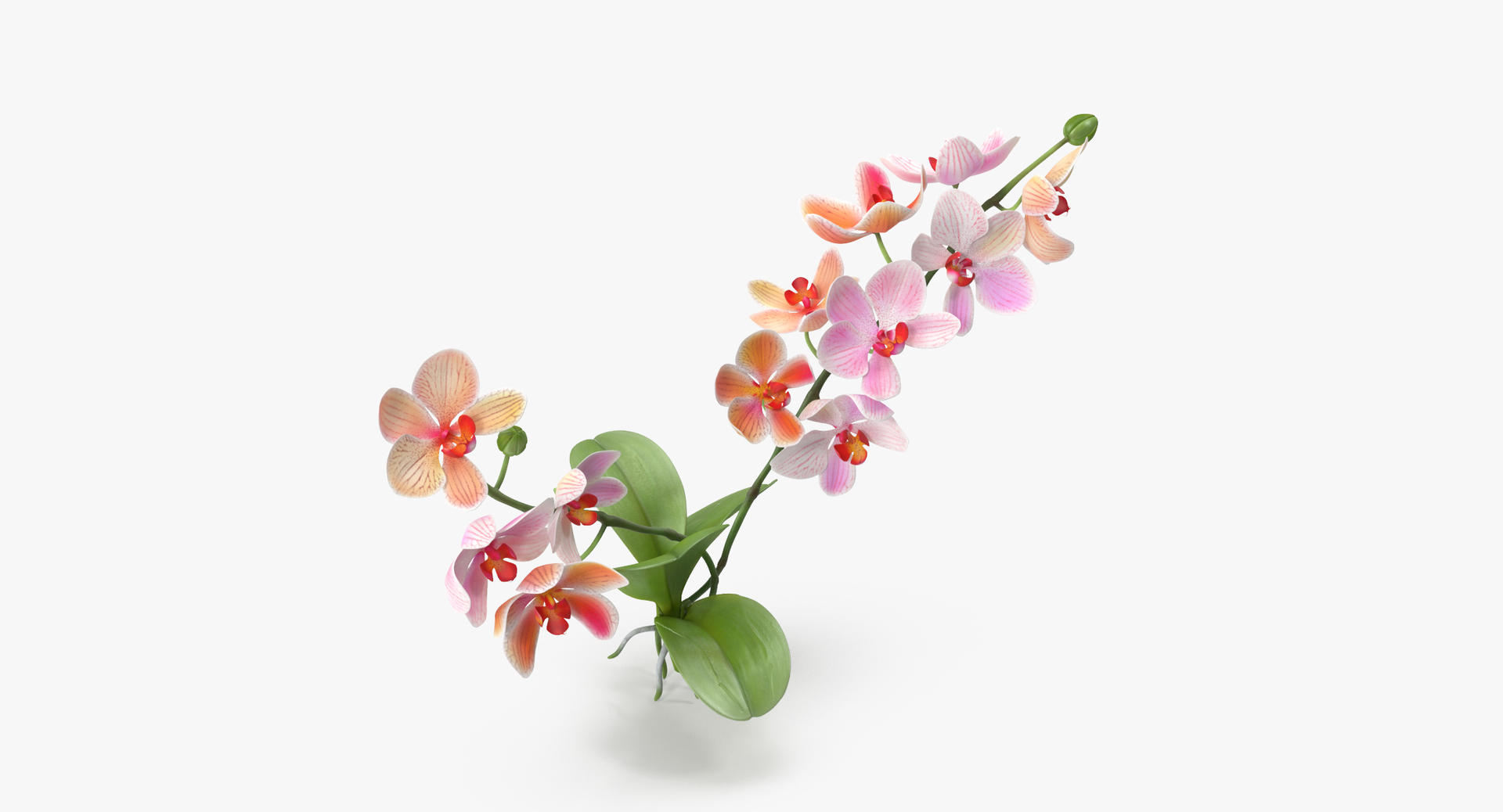 Orchid Natural Group - 3d Model