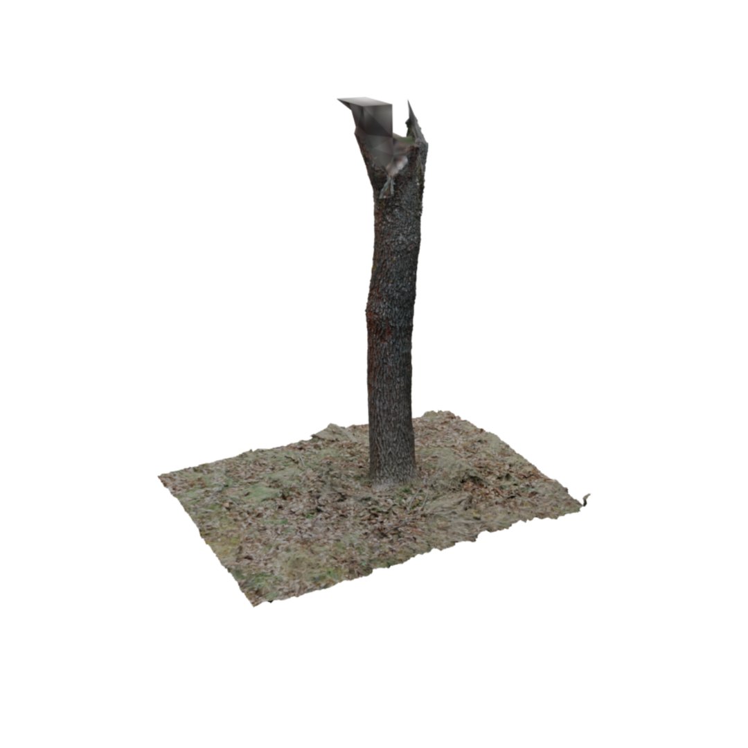 Tree 3D Model - TurboSquid 2008443