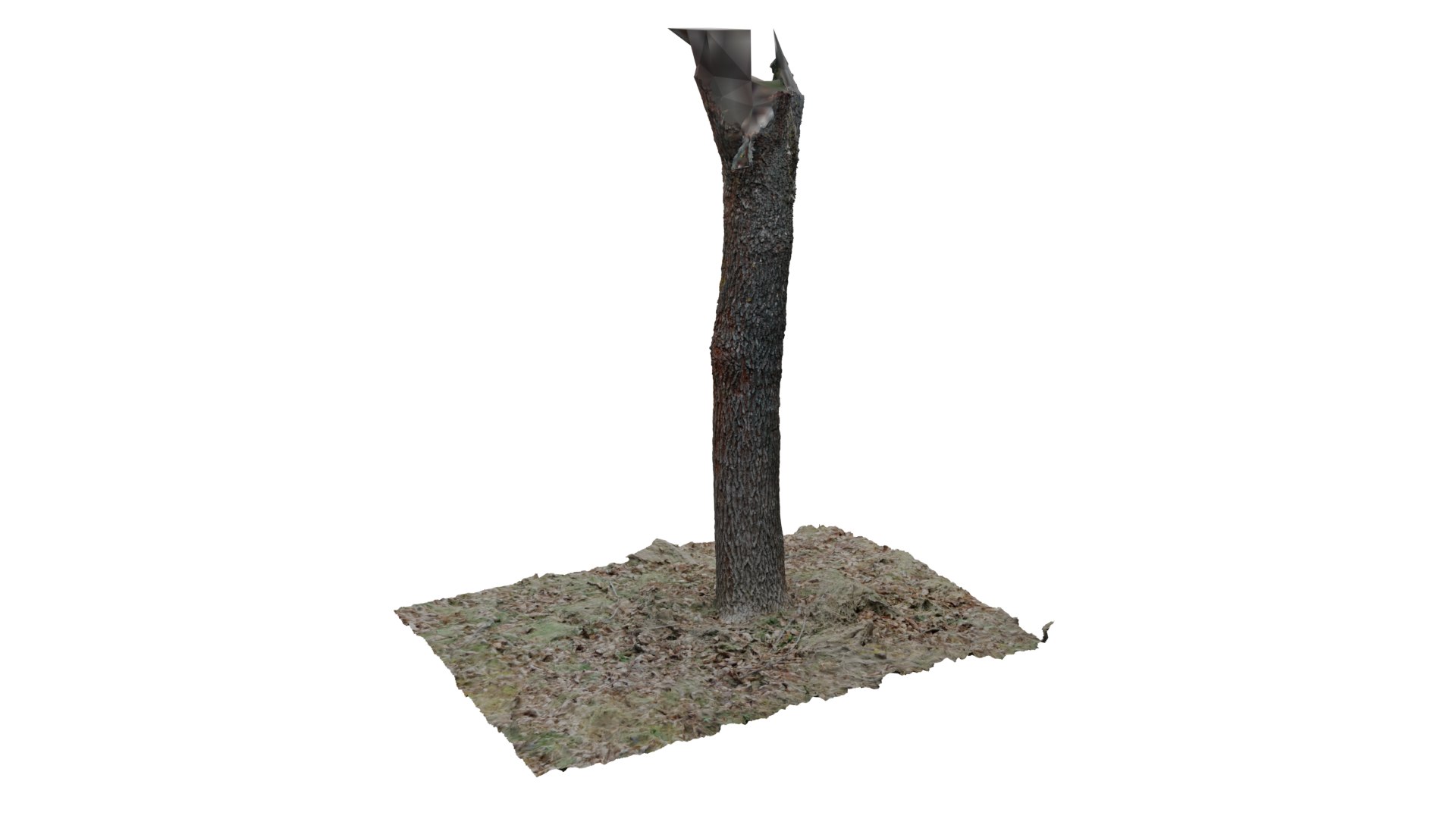 Tree 3D Model - TurboSquid 2008443