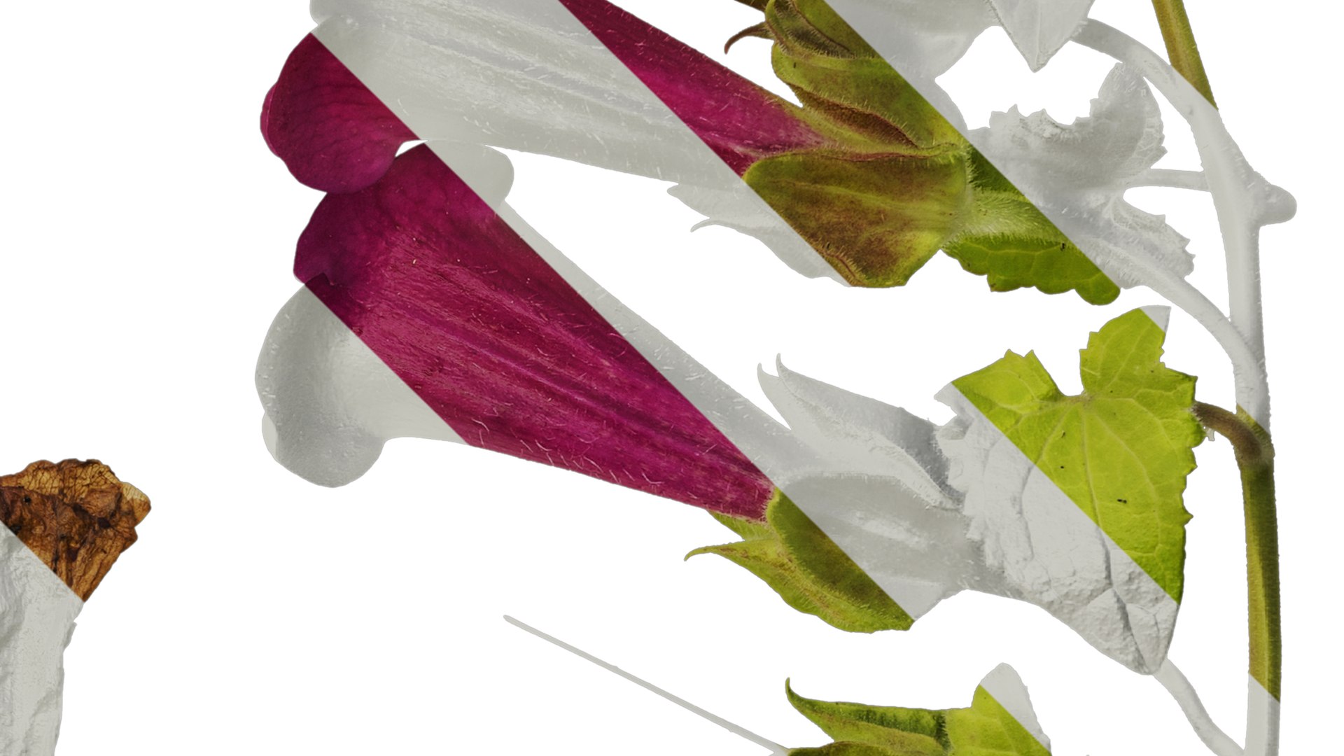 3D Anydrafts Azarina Atlas 01 Textures - TurboSquid 2352496