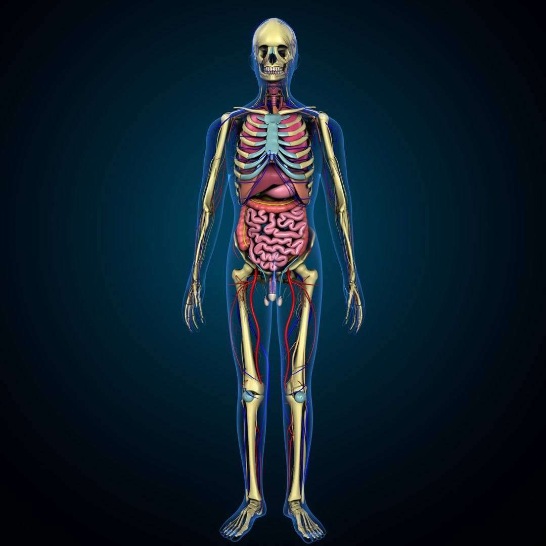 3D Human Male Complete Anatomy - TurboSquid 1789802
