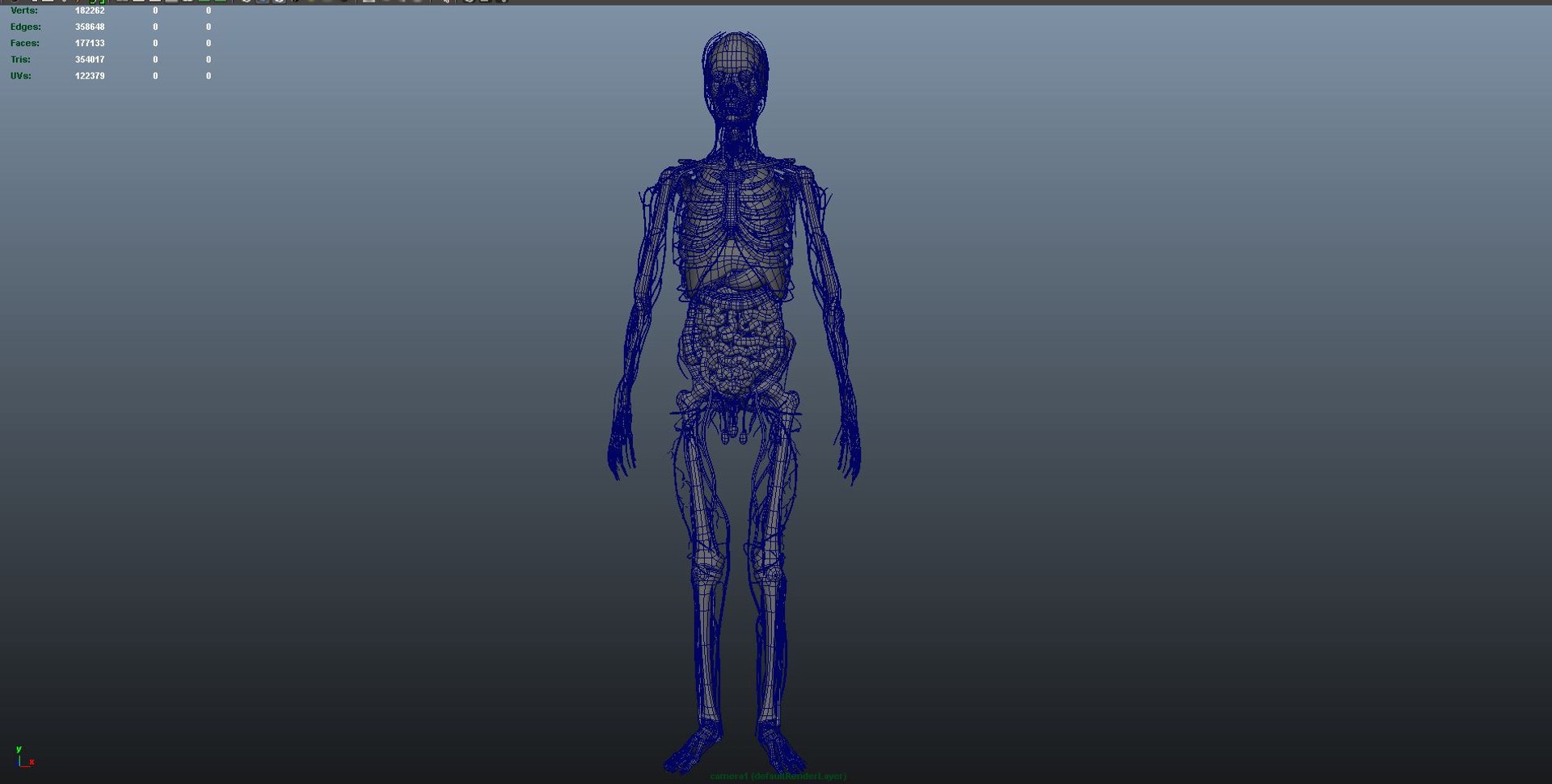 3D Human Male Complete Anatomy - TurboSquid 1789802