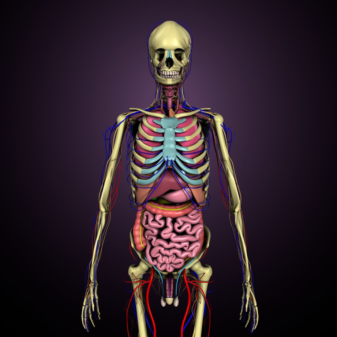 3D Human Male Complete Anatomy - TurboSquid 1789802