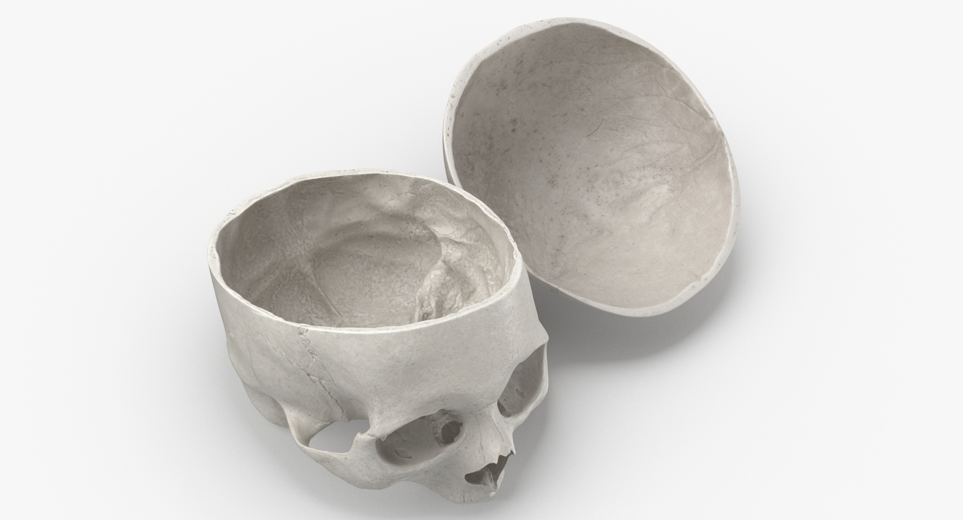 3D Human Open Skulls Collection White - 4 models model - TurboSquid 1746589