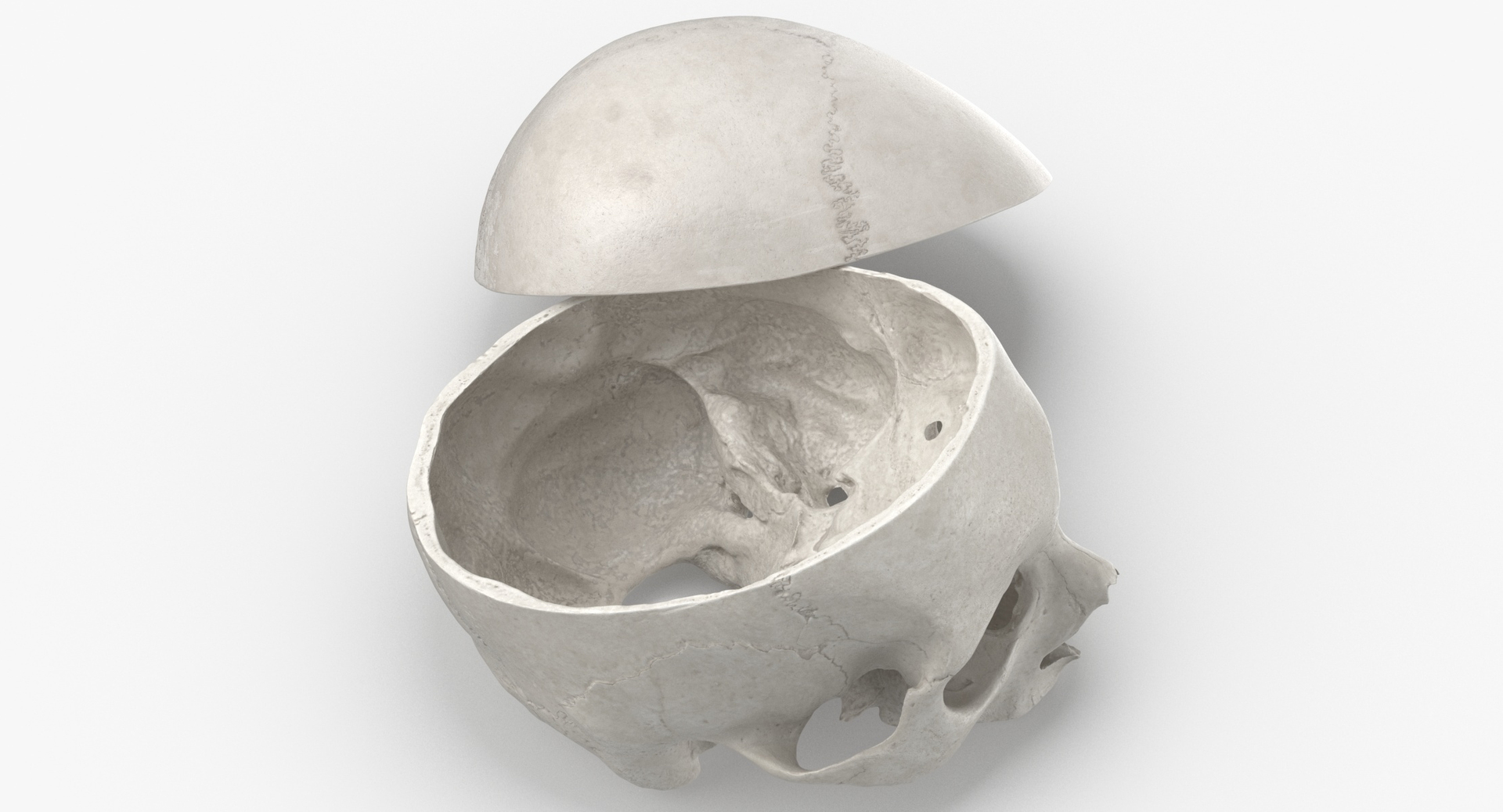 3D Human Open Skulls Collection White - 4 models model - TurboSquid 1746589