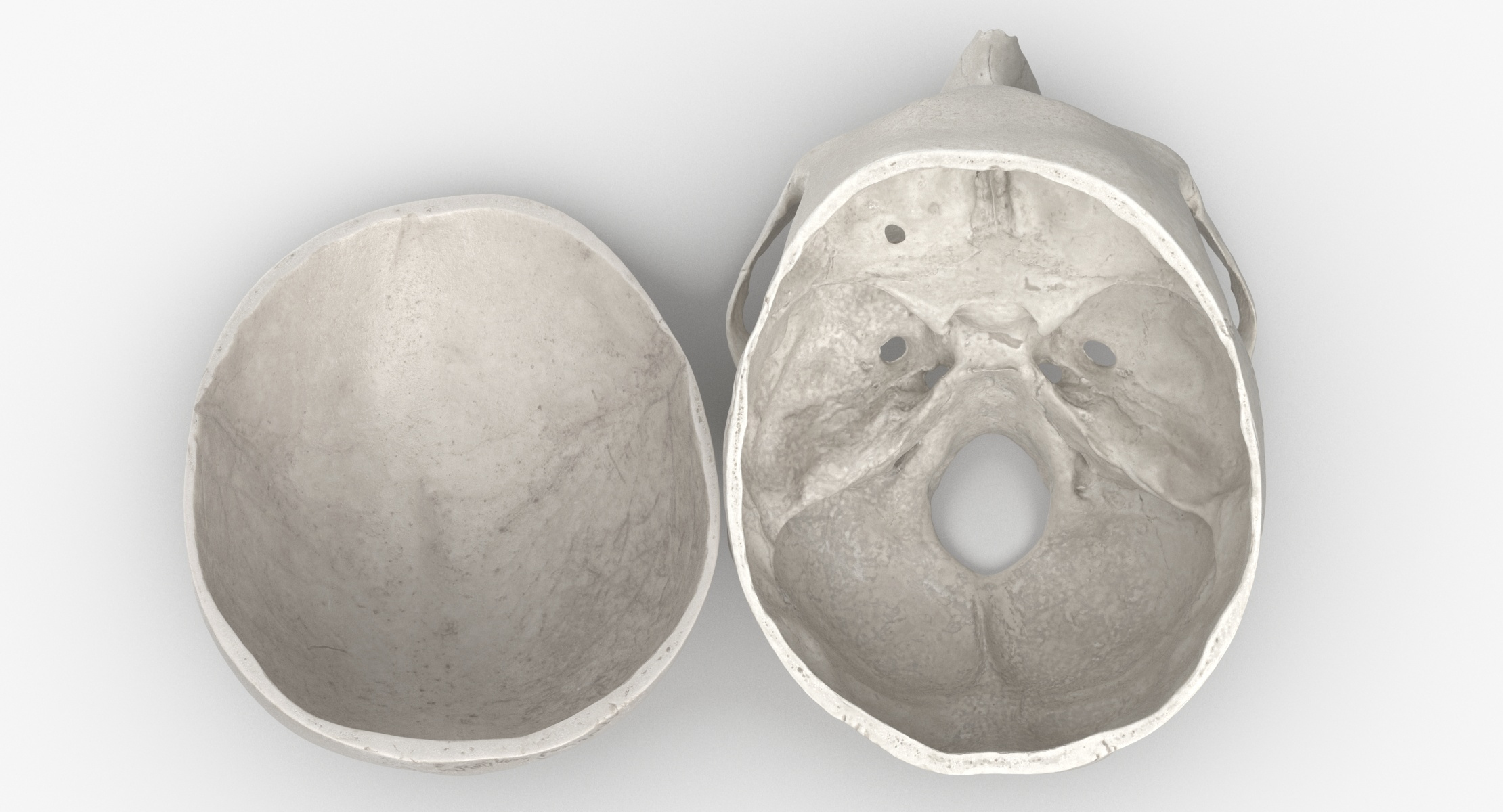 3D Human Open Skulls Collection White - 4 models model - TurboSquid 1746589