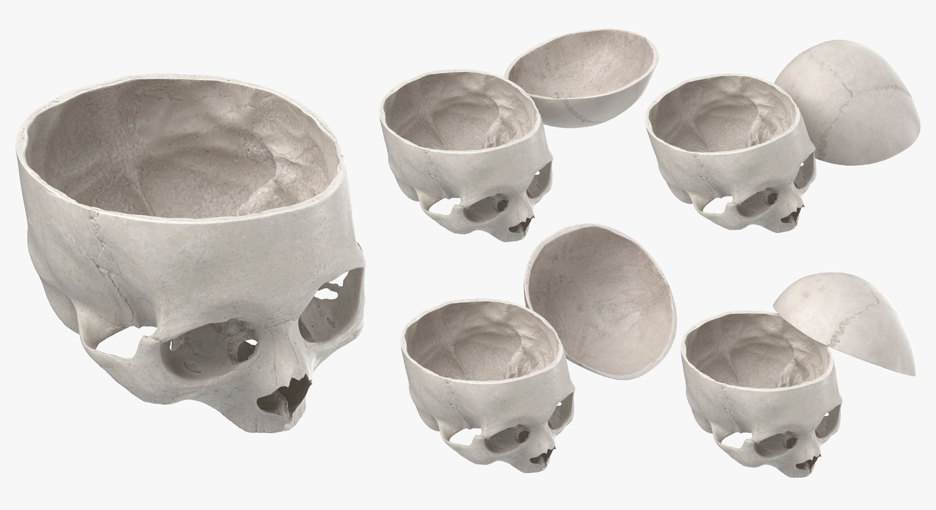 3D Human Open Skulls Collection White - 4 models model - TurboSquid 1746589