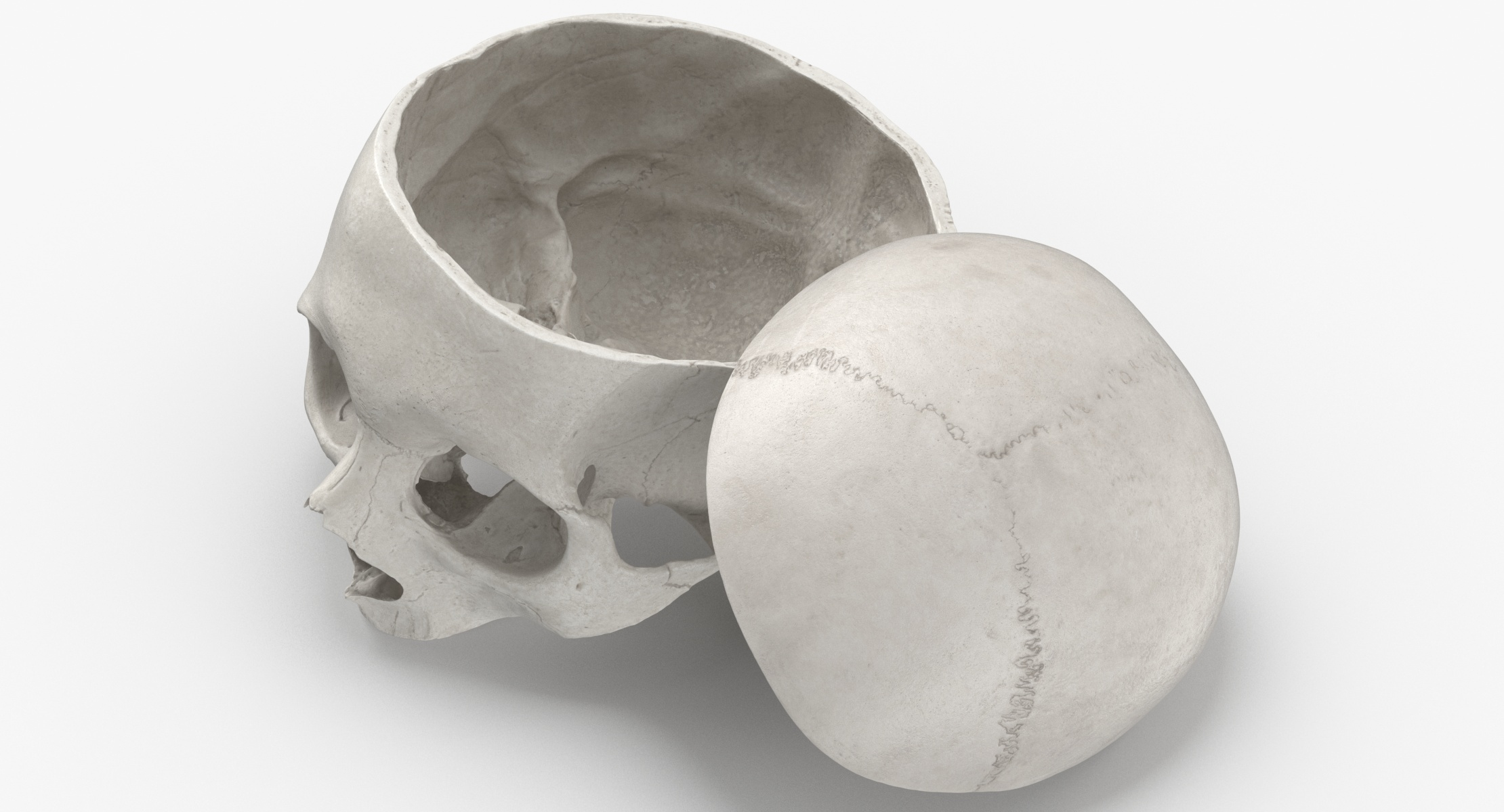 3D Human Open Skulls Collection White - 4 models model - TurboSquid 1746589