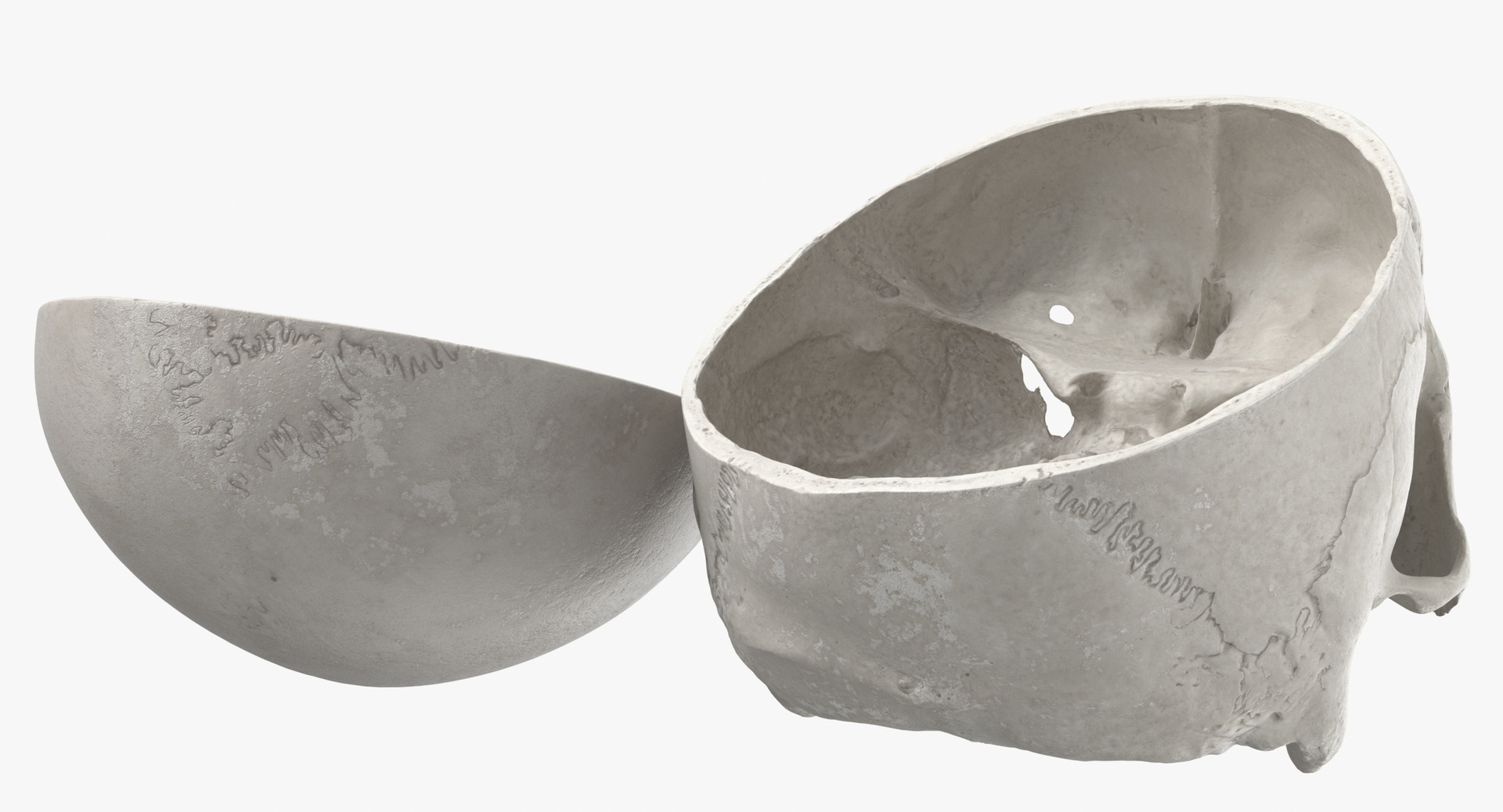 Human Open Skulls Collection White - 4 modelos Modelo 3D - TurboSquid ...