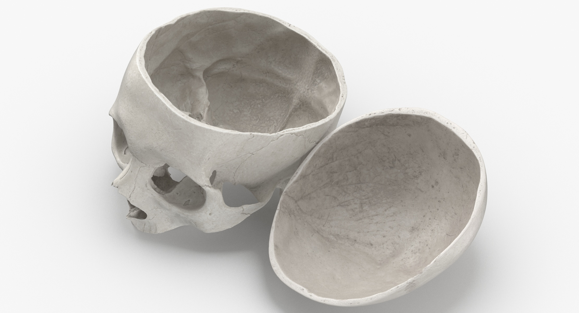 Human Open Skulls Collection White - 4 modelos Modelo 3D - TurboSquid ...