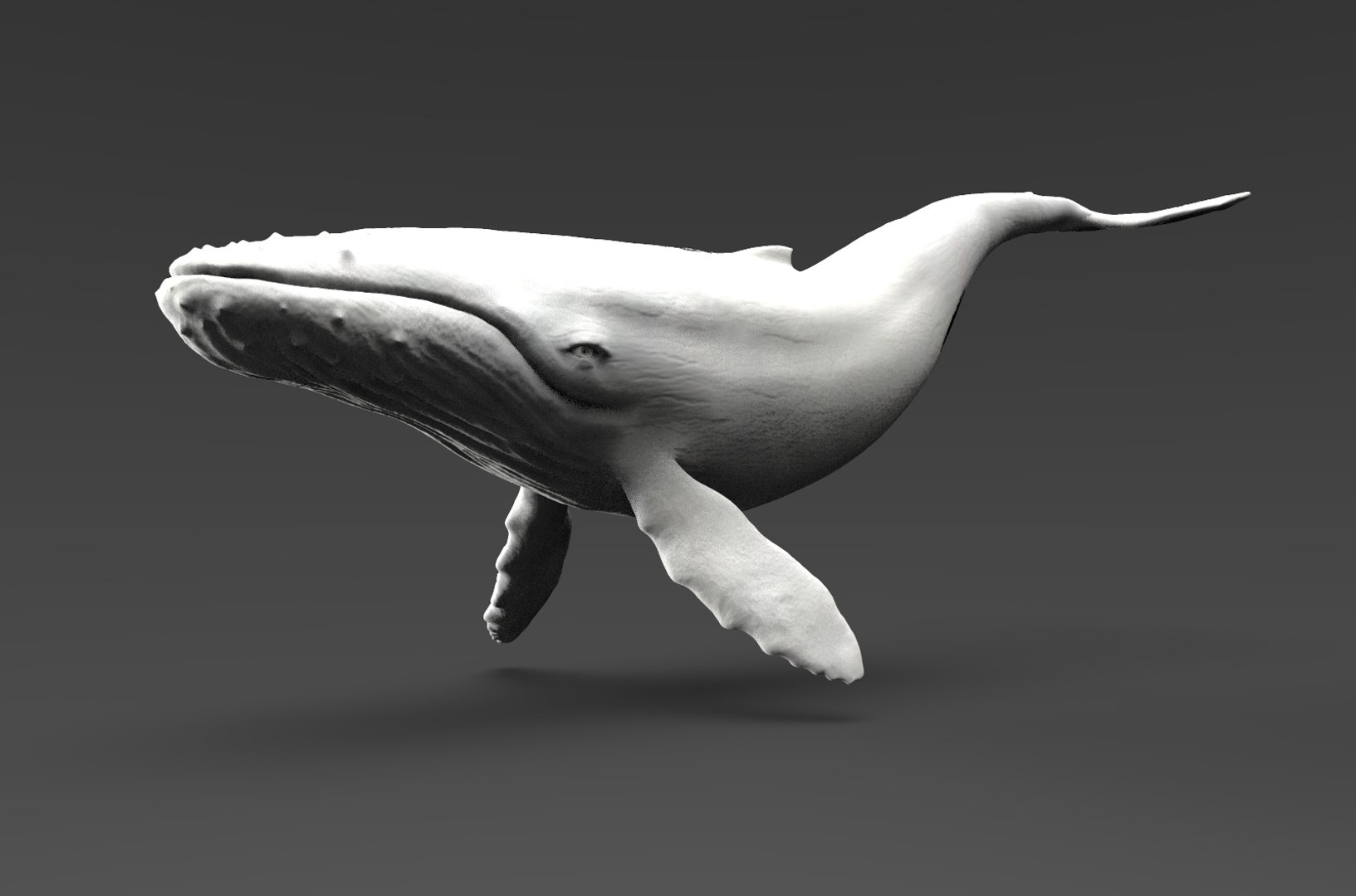 Humpback Whale 3D Model - TurboSquid 1503526