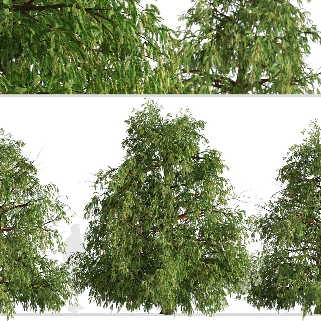 Set Of Cryptomeria Fortunei Or Japanese Cedar Tree - 2 Trees 3D Model ...