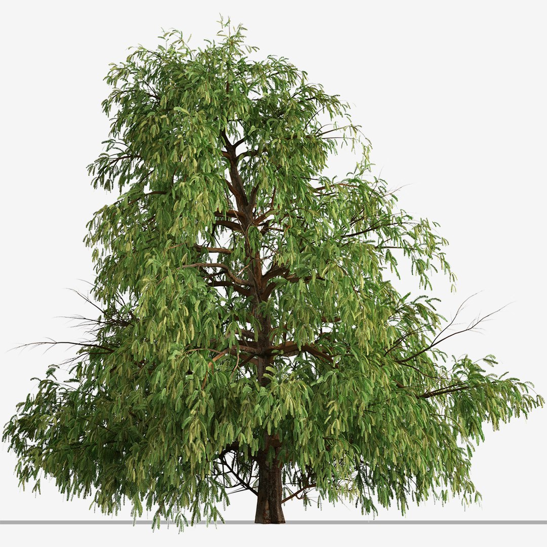 Set Of Cryptomeria Fortunei Or Japanese Cedar Tree - 2 Trees 3D Model ...