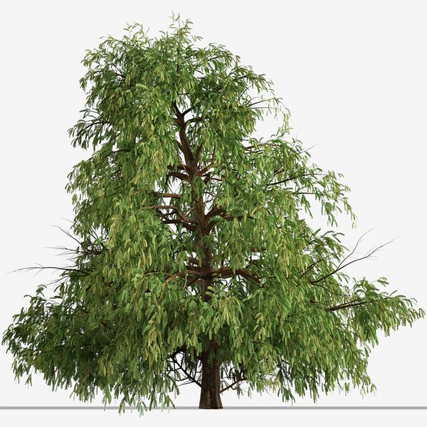 Set of Cryptomeria fortunei or Japanese cedar Tree - 2 Trees 3D model ...