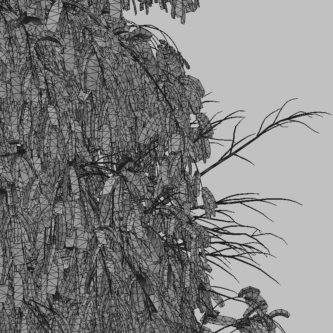 Set Of Cryptomeria Fortunei Or Japanese Cedar Tree - 2 Trees 3D Model ...