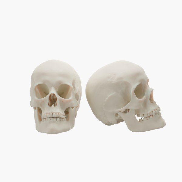 modelo 3d Scull anatomical - TurboSquid 2048593
