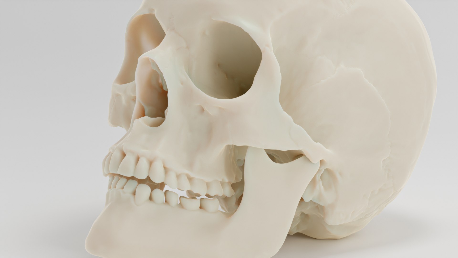 Scull Anatomical 3D Model - TurboSquid 2048593