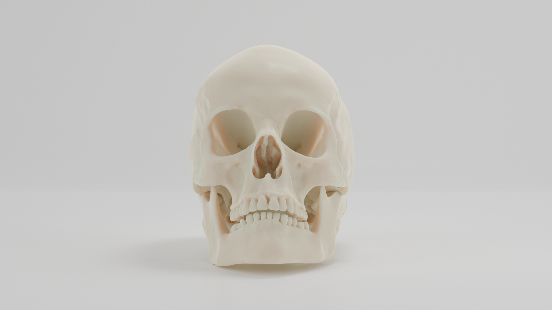 Scull Anatomical 3D Model - TurboSquid 2048593