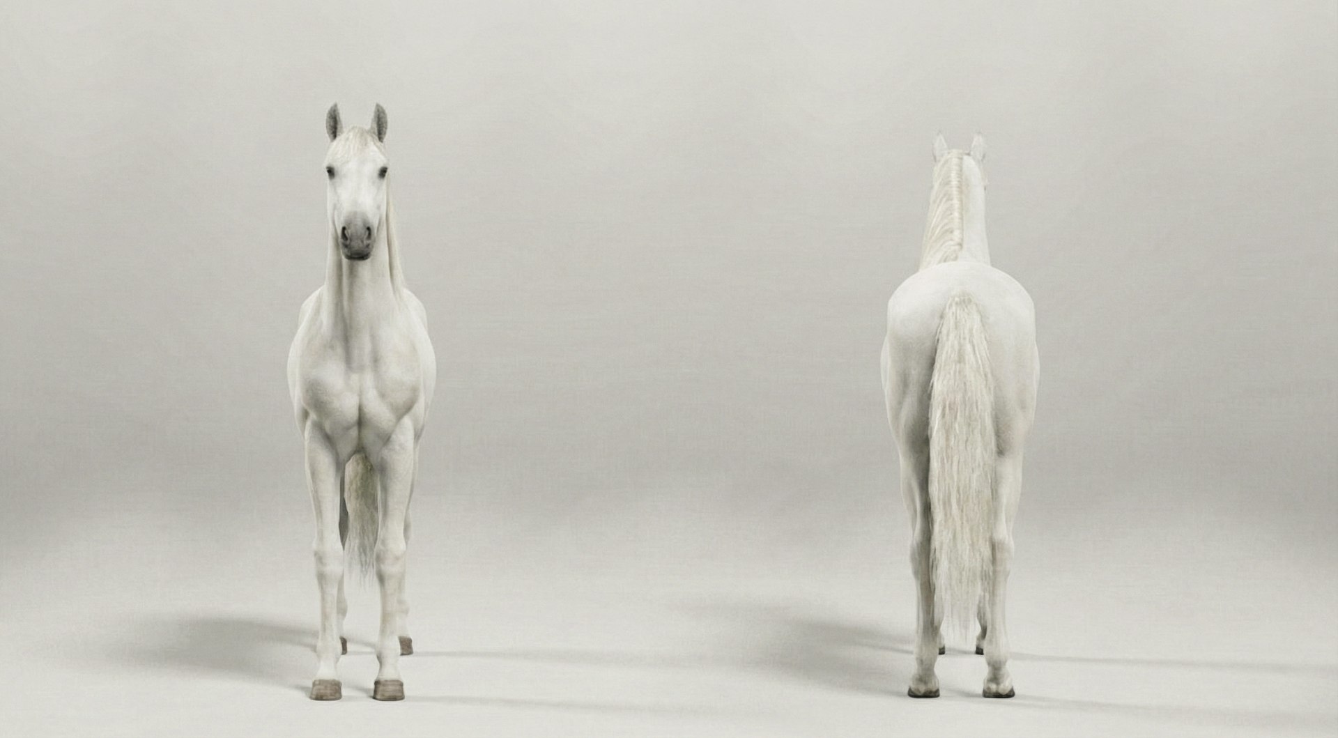 3D White Horse Rigged Animated - TurboSquid 2505115