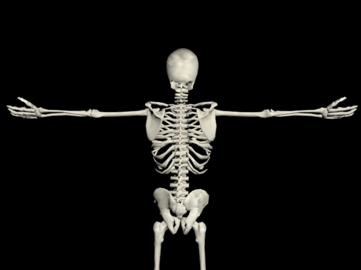 3dsmax Simple Skeleton