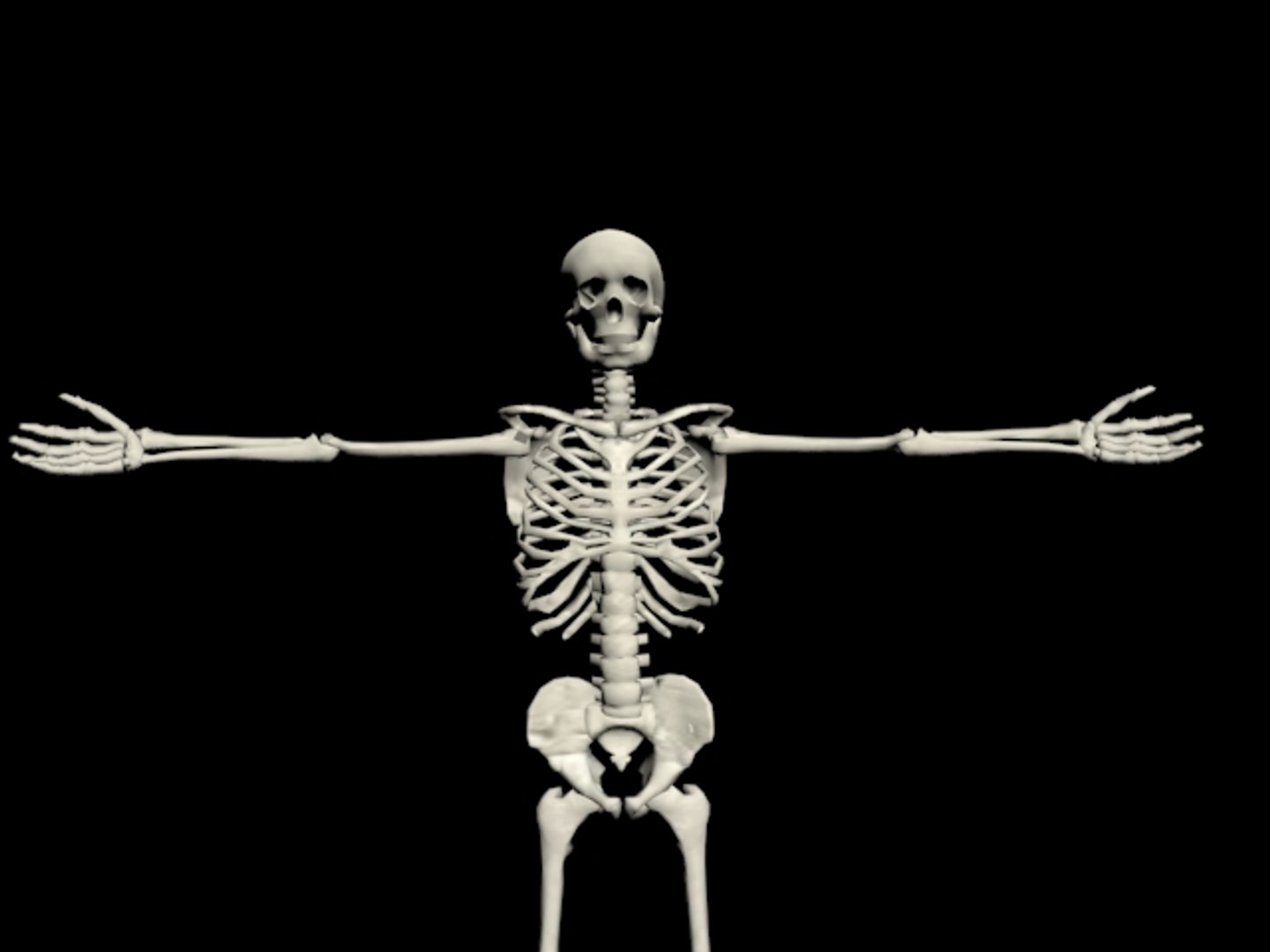 3dsmax Simple Skeleton