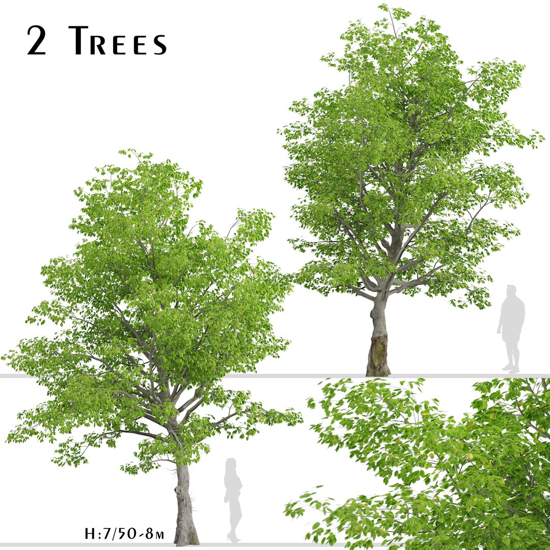 American Beech or Fagus grandifolia Tree - 2 Trees model - TurboSquid ...
