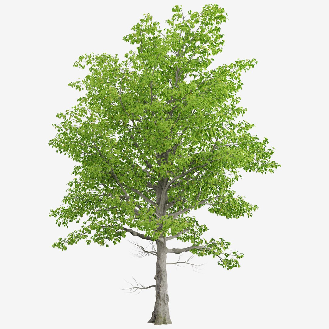 American Beech or Fagus grandifolia Tree - 2 Trees model - TurboSquid ...