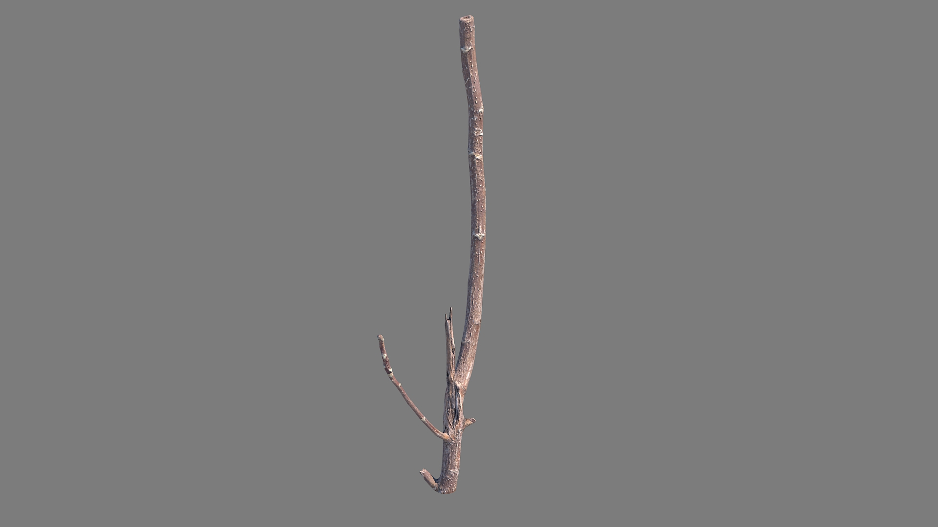 3D Model Twig Scanned 10 - TurboSquid 2088899