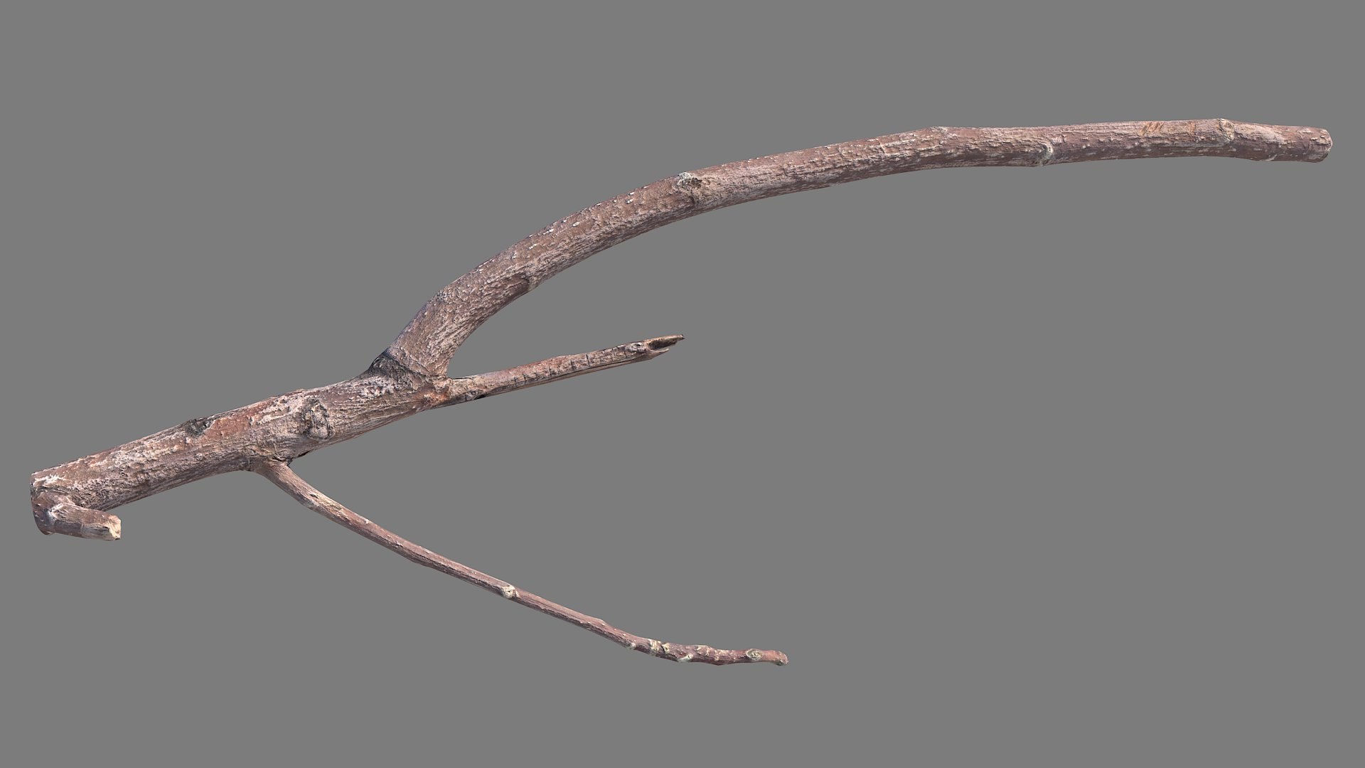 3D Model Twig Scanned 10 - TurboSquid 2088899