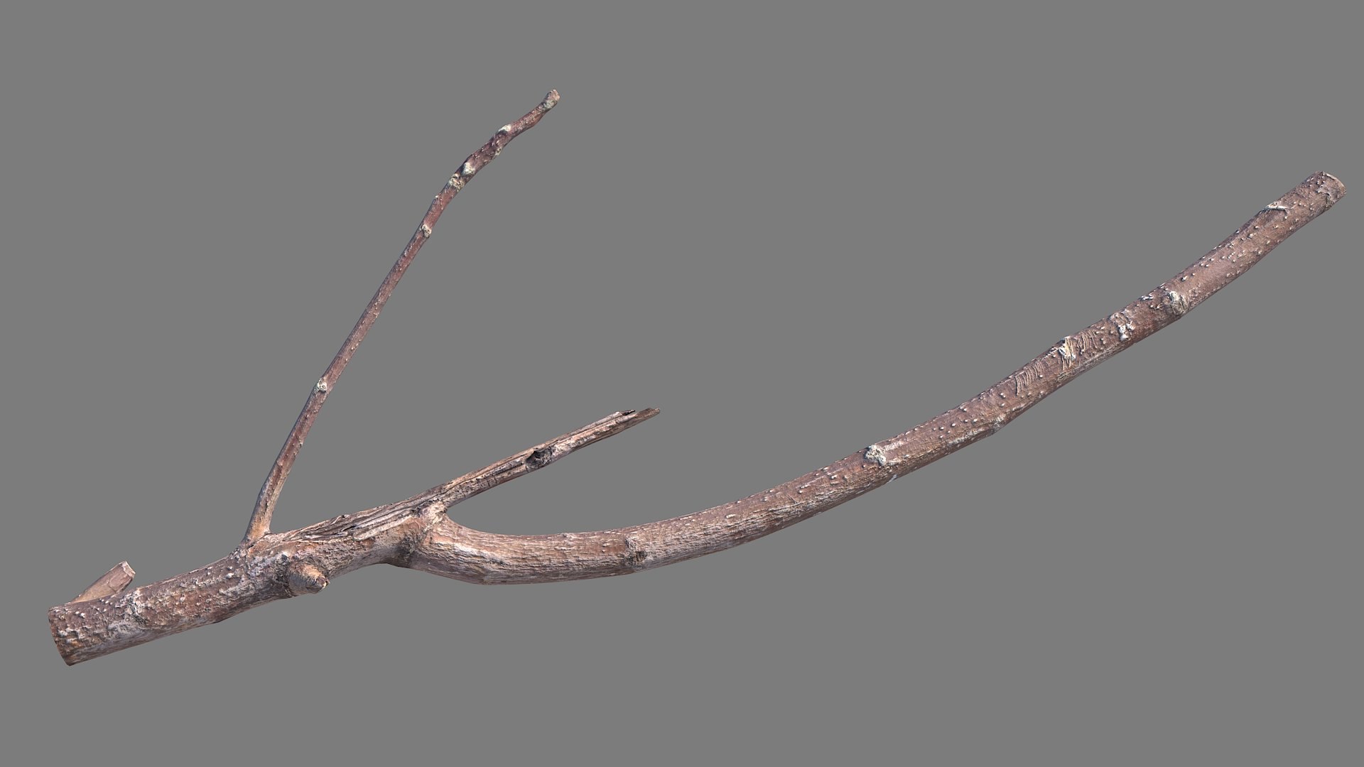 3D Model Twig Scanned 10 - TurboSquid 2088899