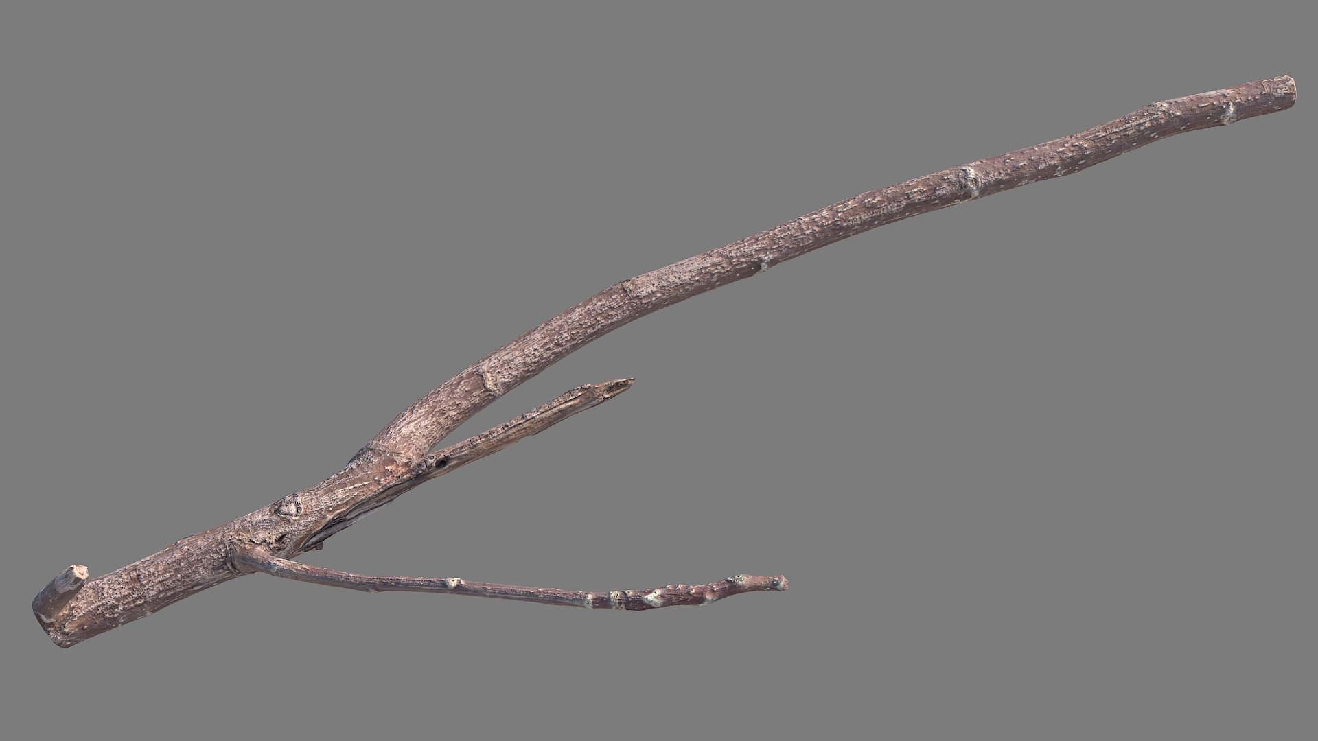 3D Model Twig Scanned 10 - TurboSquid 2088899