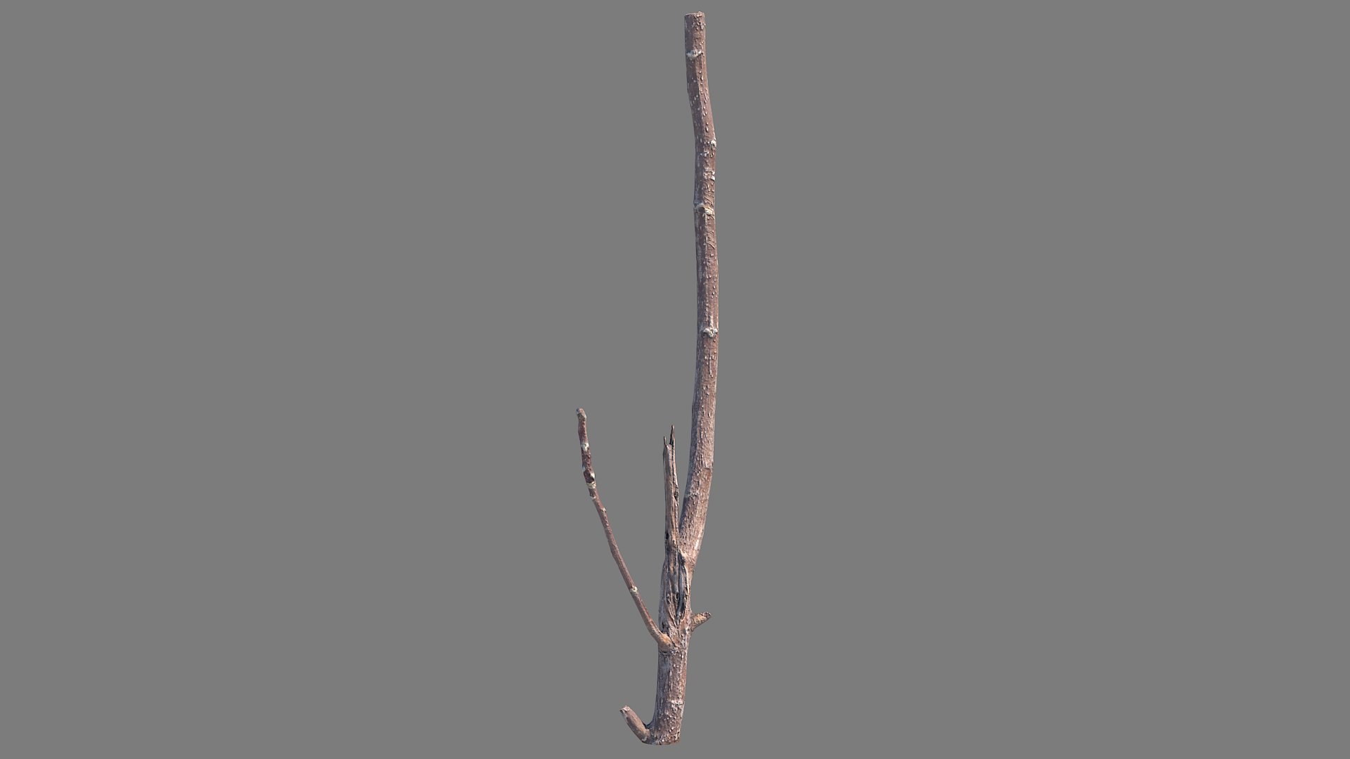 3D Model Twig Scanned 10 - TurboSquid 2088899