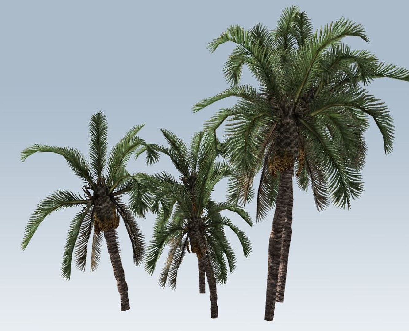 3D Model Palm Tree - TurboSquid 1355418