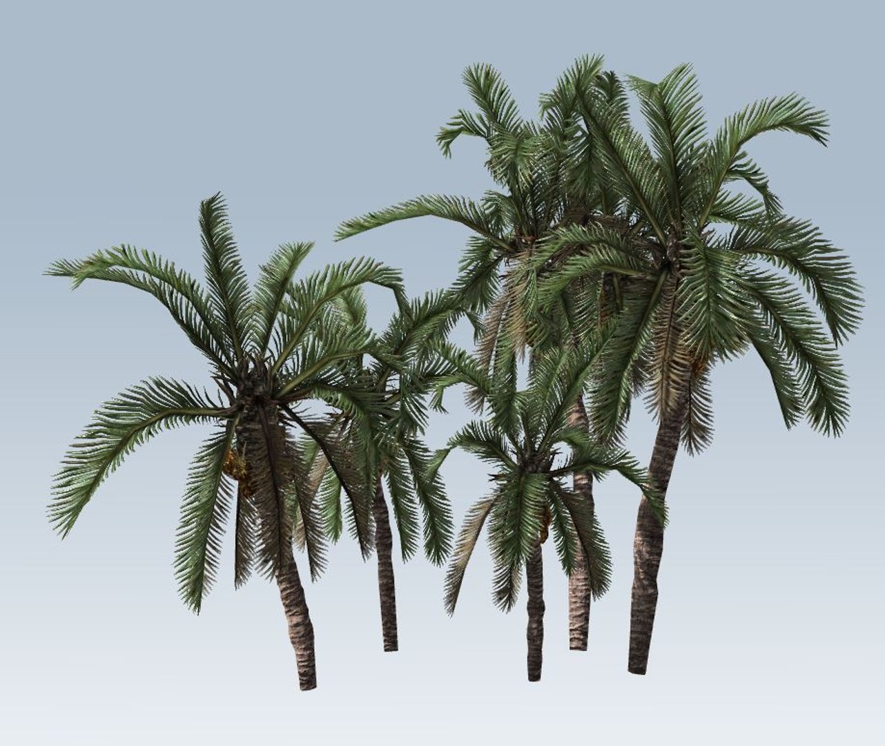 3D Model Palm Tree - TurboSquid 1355418