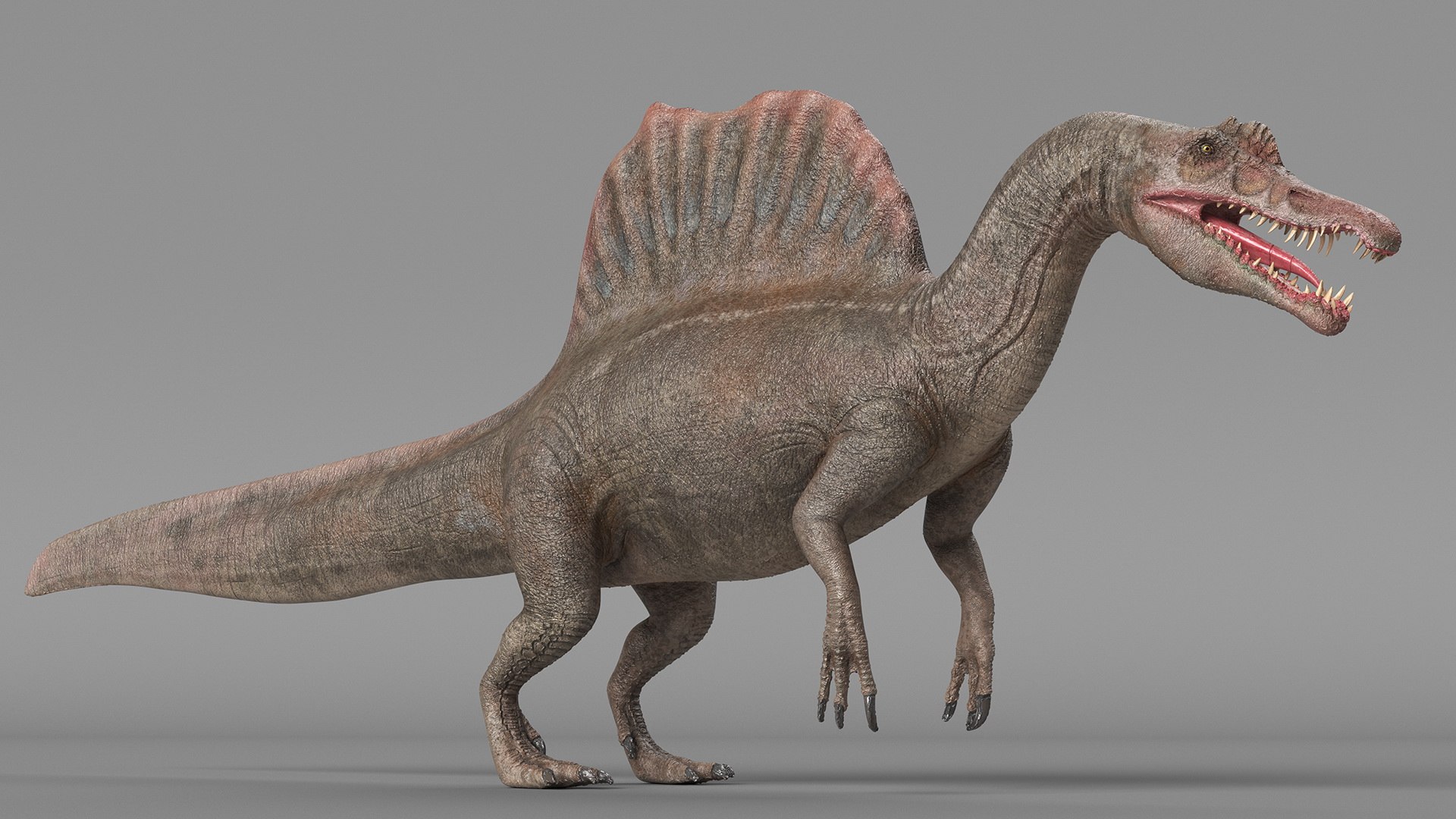 3D Model Spinosaurus Basic Pose - TurboSquid 2269739