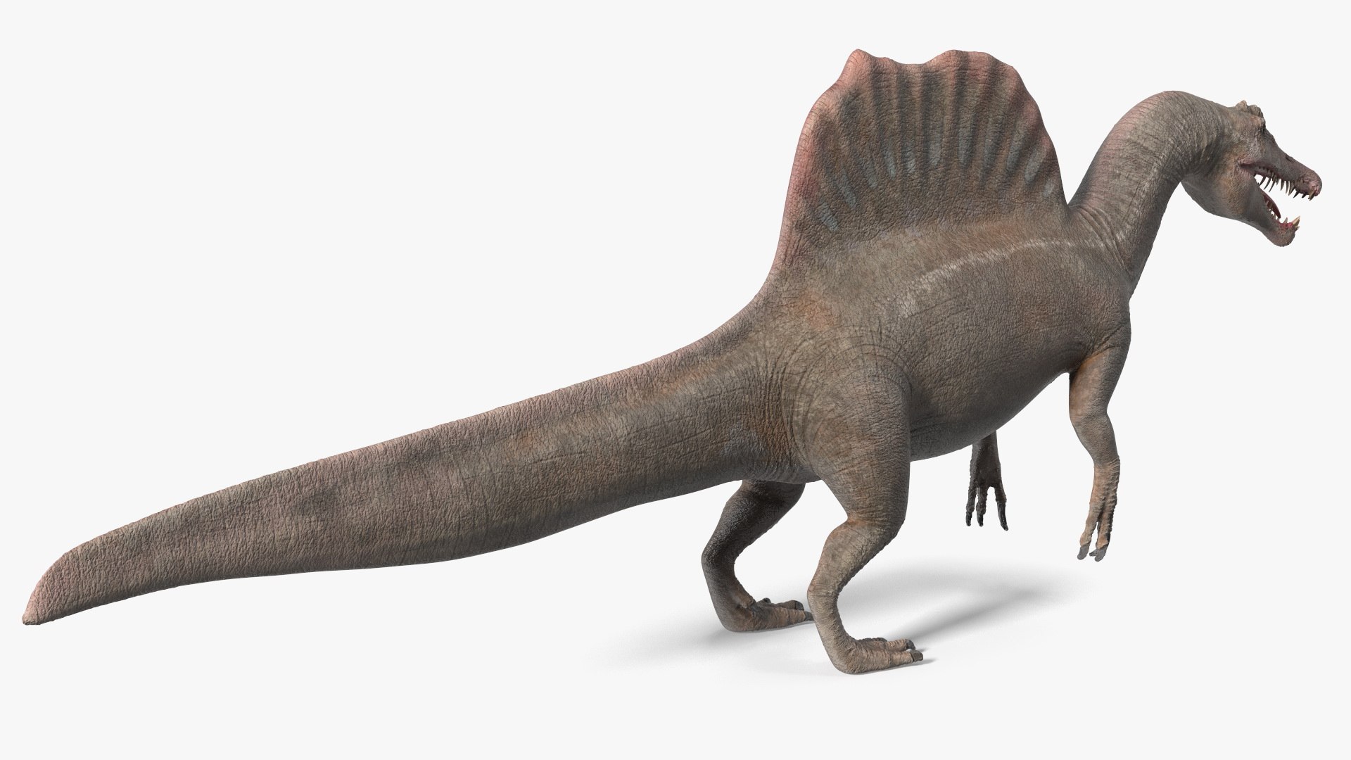 3D Model Spinosaurus Basic Pose - TurboSquid 2269739