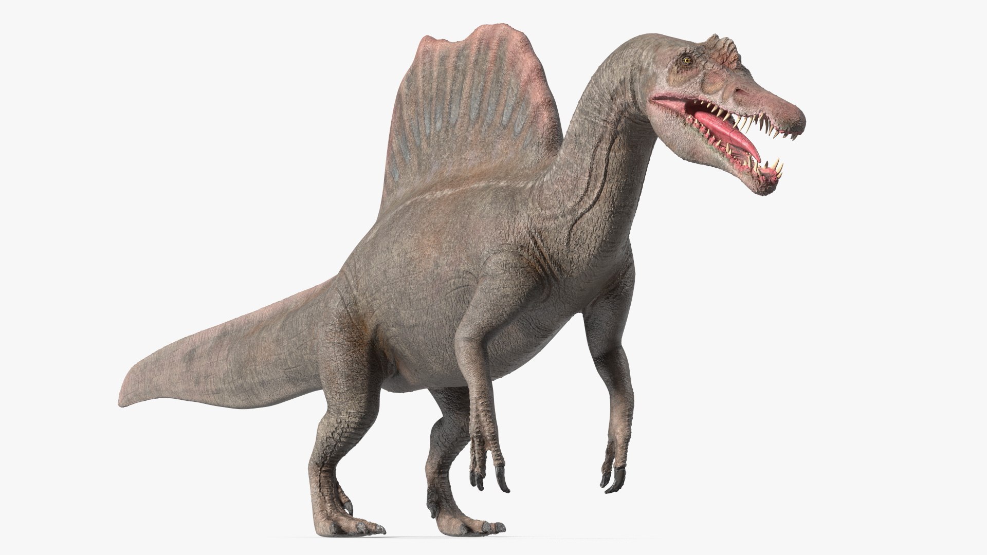 3D Model Spinosaurus Basic Pose - TurboSquid 2269739