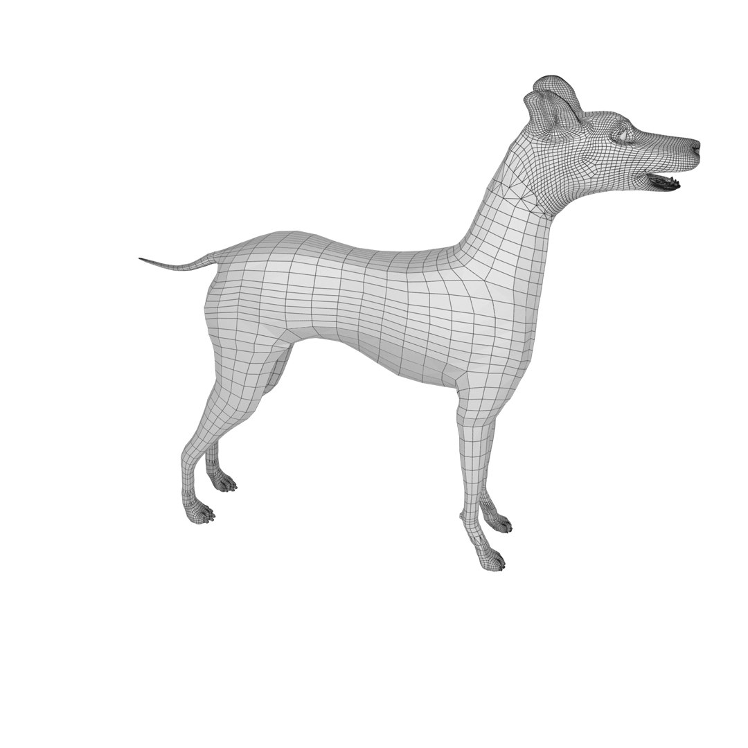 3D Model Poodle Zeoodle - TurboSquid 1498392