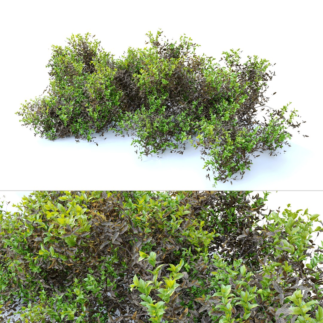 Dry and green leaves bush 3D - TurboSquid 1952773